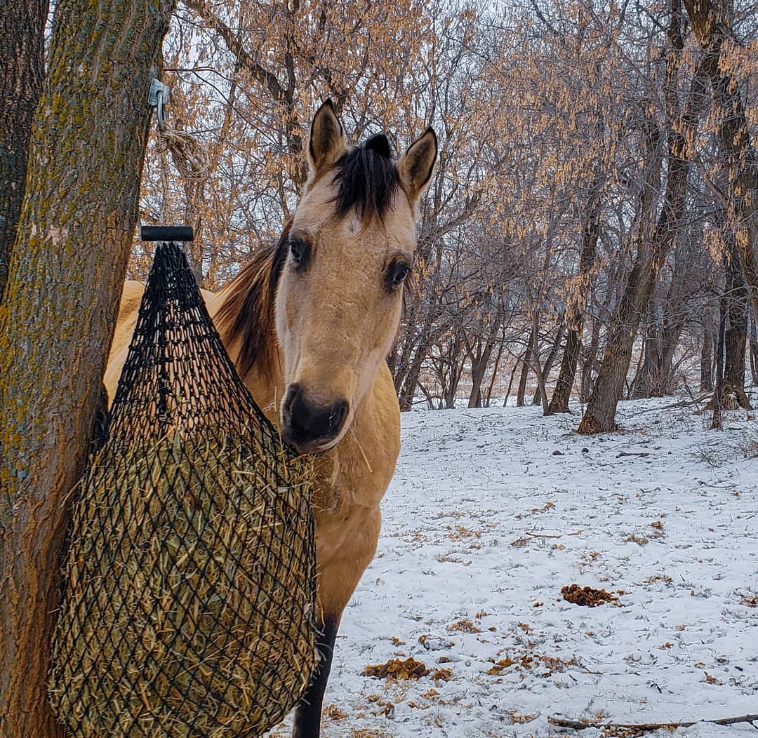 Choosing the Right Net for Your Herd – McCracken Equine, LLC